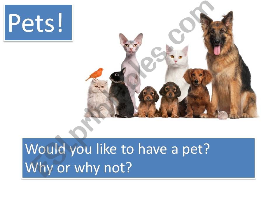 ESL - English PowerPoints: Talk about your favourite pets