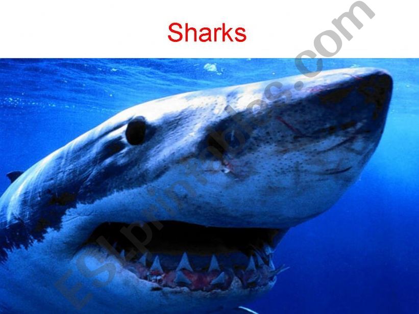 ESL - English PowerPoints: sharks