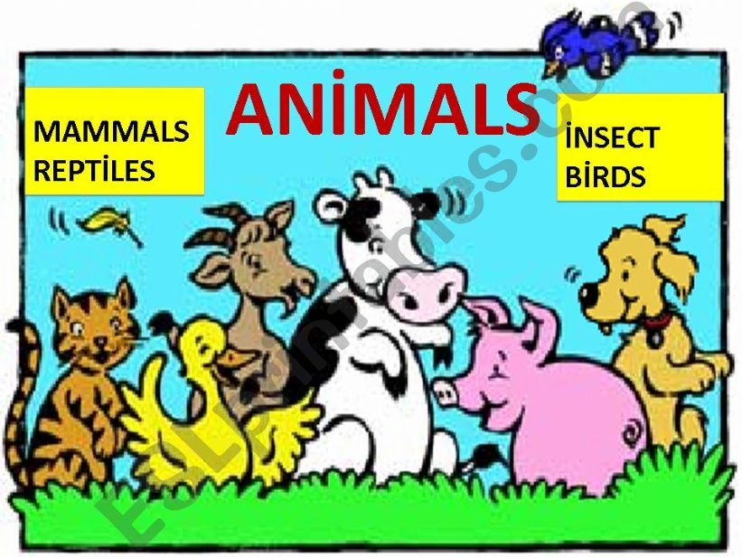 ESL - English PowerPoints: ANÝMALS(mammals-reptiles-insects-birds)