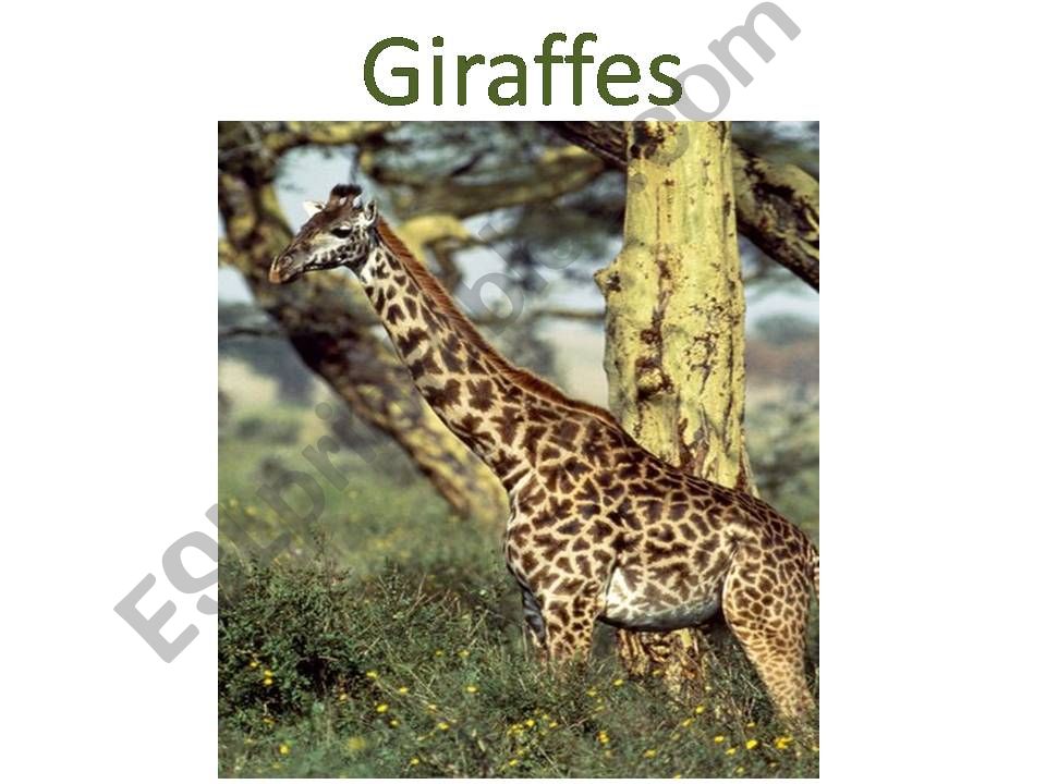 ESL - English PowerPoints: Giraffe Powerpoint