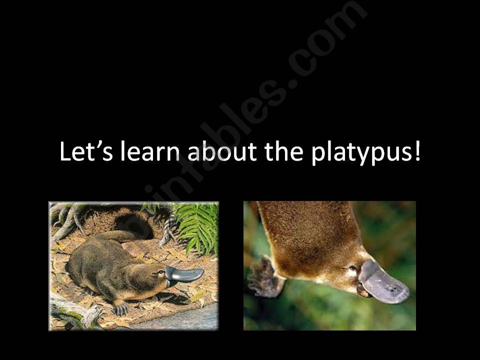 ESL - English PowerPoints: Content-Based Lesson About the Platypus
