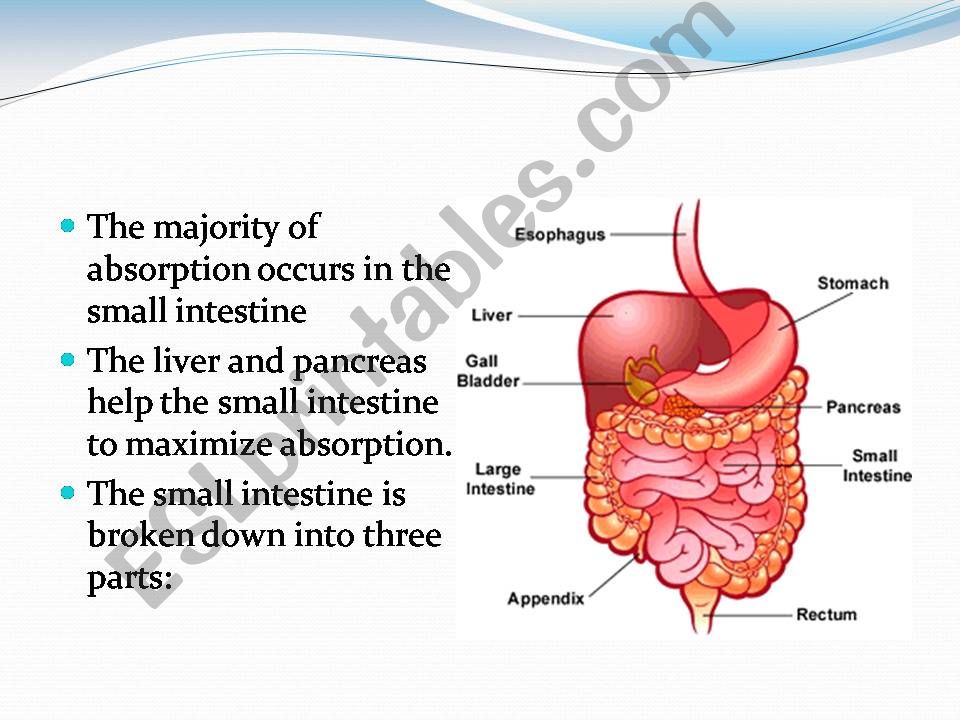 ESL - English PowerPoints: The Digestive system part 2