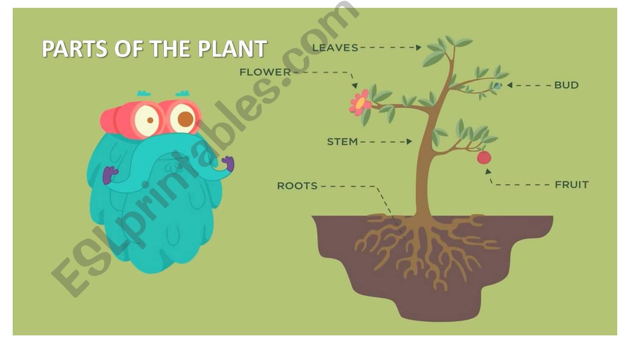 ESL - English PowerPoints: parts of the plant, flower and seed