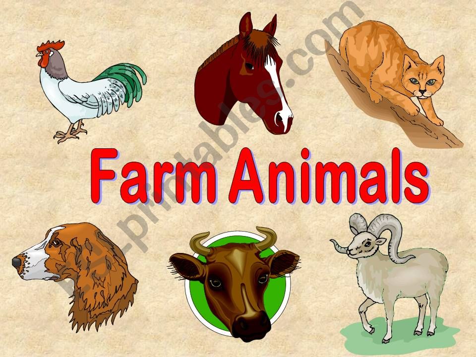 ESL - English PowerPoints: Animals