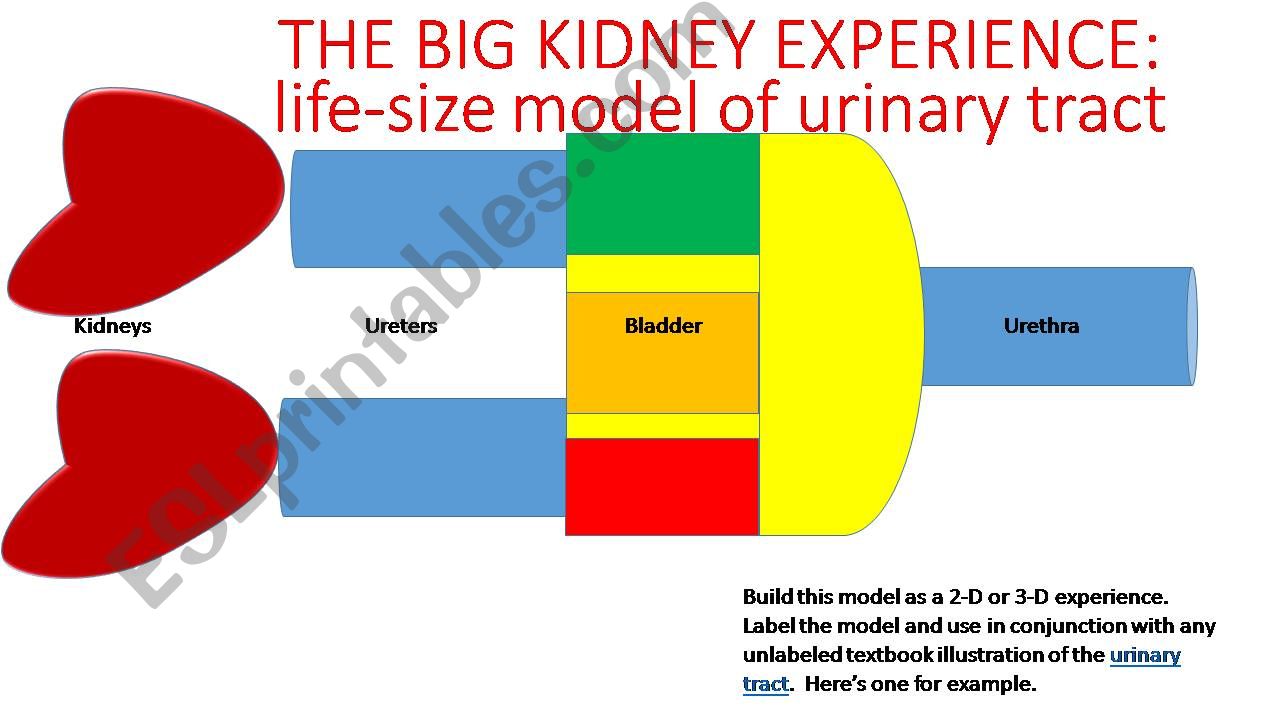 ESL - English PowerPoints: The Big Kidney Experience: Exploring the ...