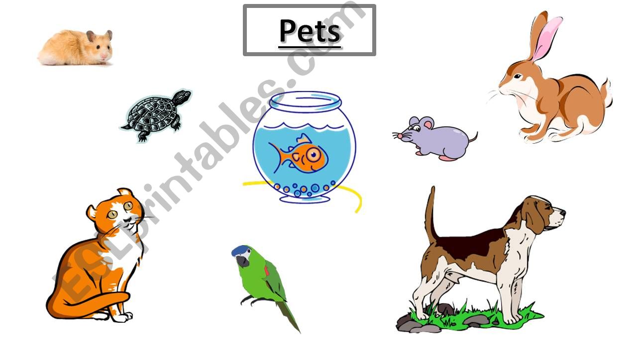 ESL - English PowerPoints: Pets - Singular and Plural Speaking Activity