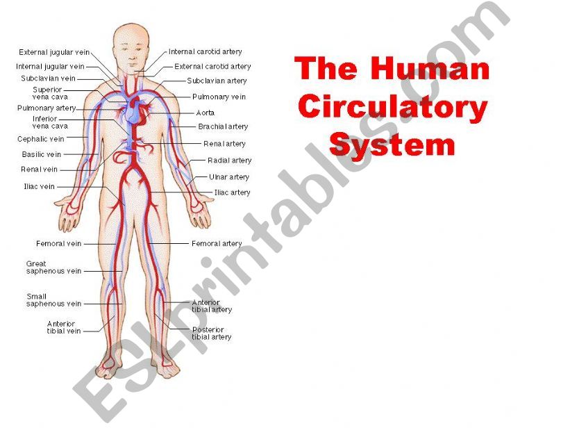 ESL - English PowerPoints: The Circulation System