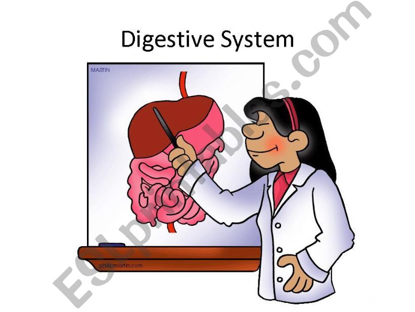 Digestive System Powerpoint Template
