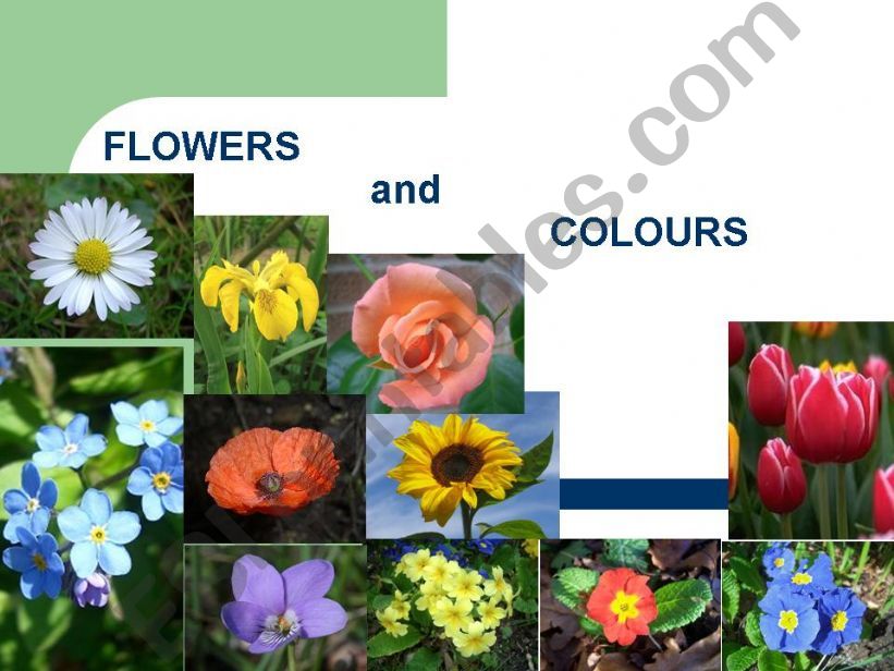 ESL - English PowerPoints: flowers and colours