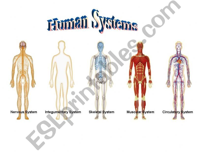 ESL - English PowerPoints: Body system