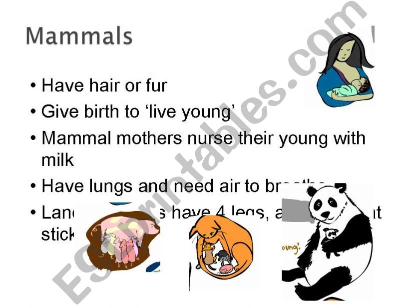 ESL - English PowerPoints: types of animals