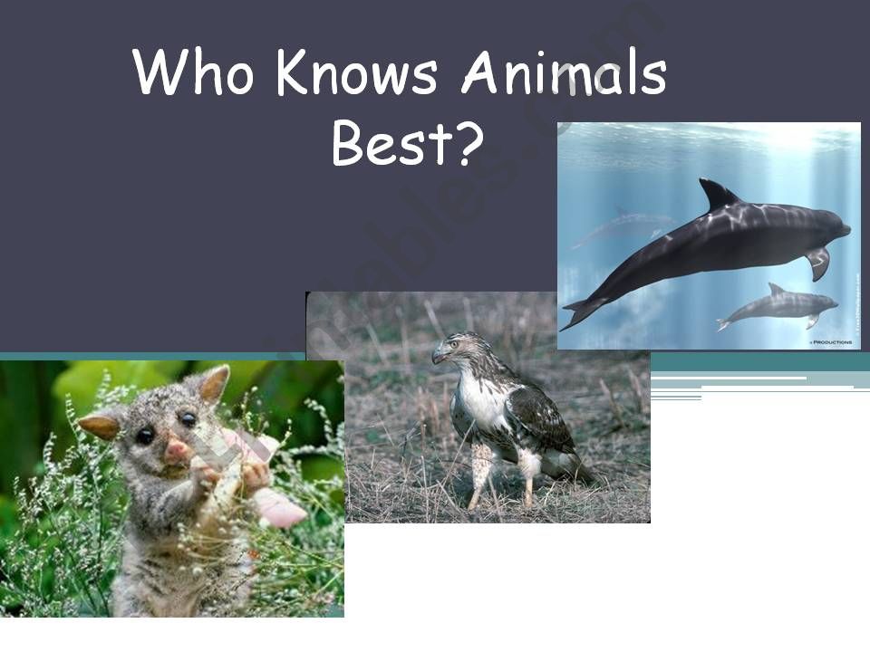 ESL - English PowerPoints: Who know the animals best?