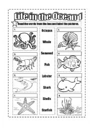 English Exercises: the ocean life