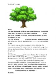 Parts of a tree worksheets