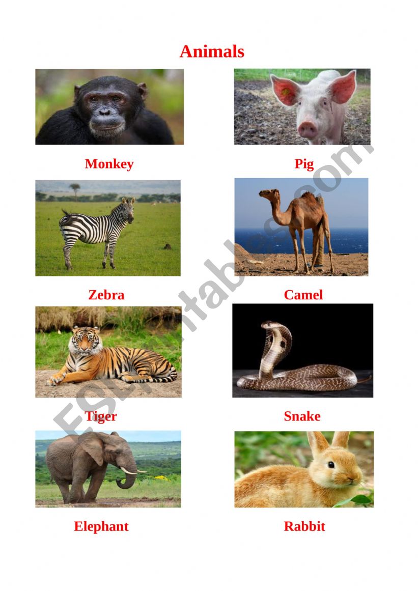 English worksheets: Animals