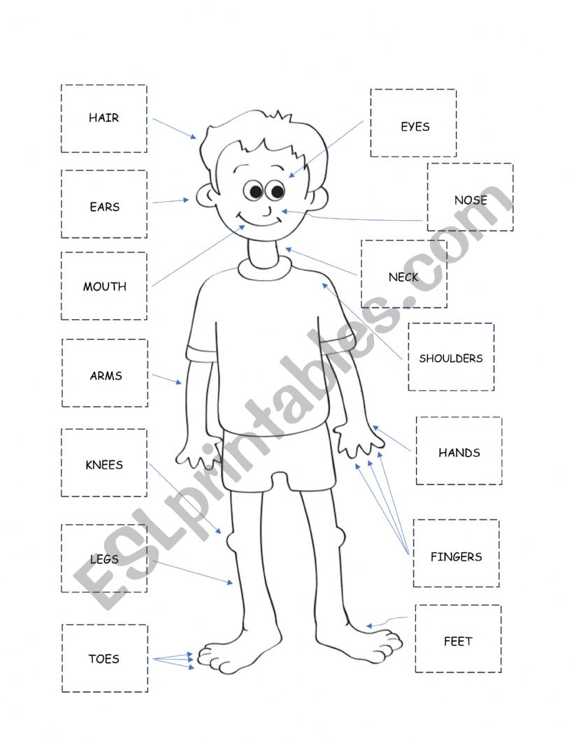parts of the body cut and match - ESL worksheet by tristanpacatang