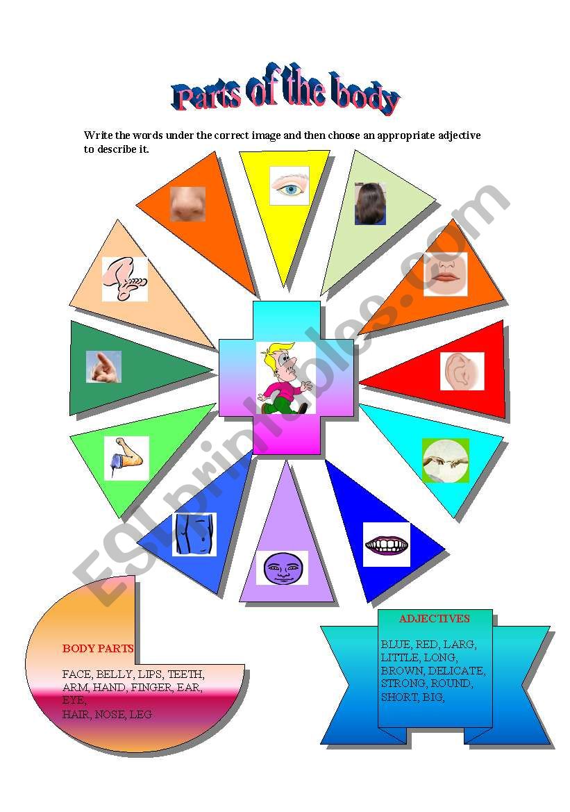 PARTS OF THE BODY ESL Worksheet By Blejdea elena