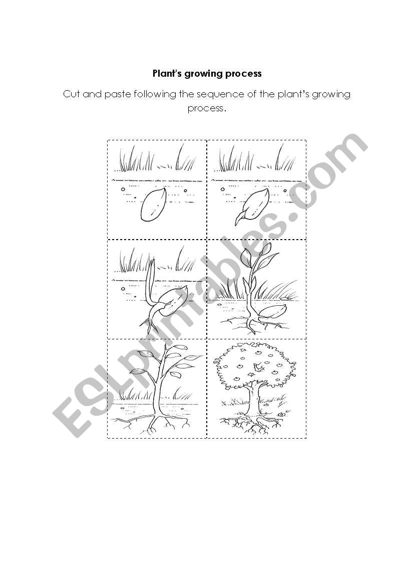 English worksheets: plant´s growing process