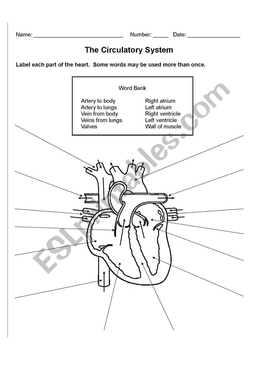 The Cardiovascular System Worksheet