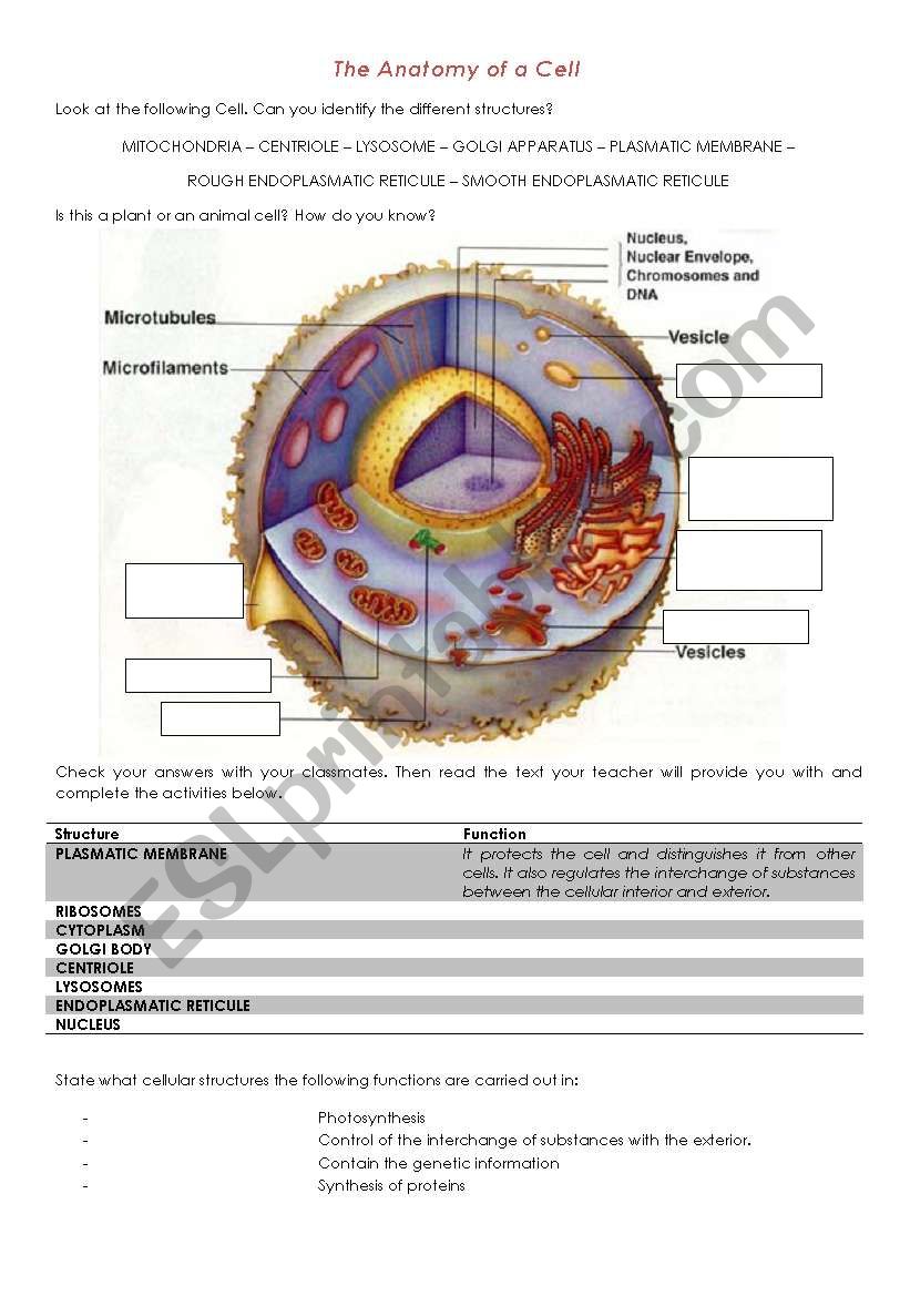 Biology The Anatomy Of A Cell Esl Worksheet By Efatalini