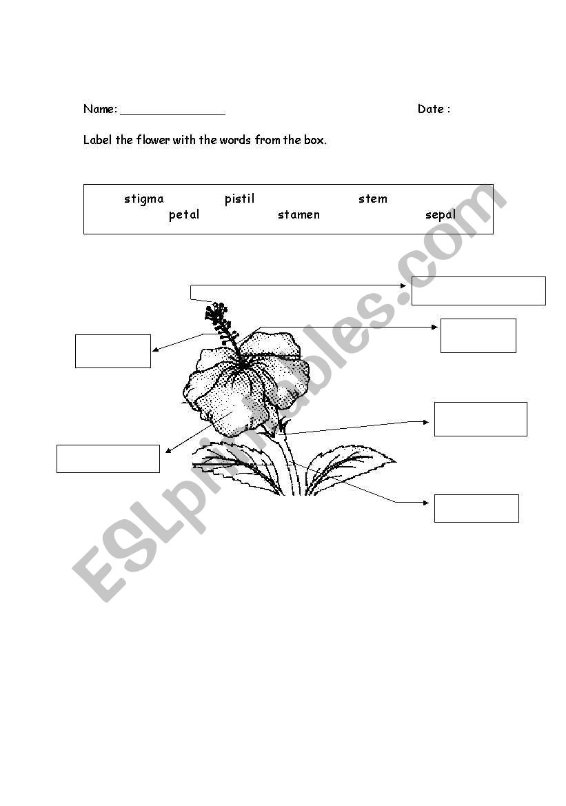 Malaysia National Flower Drawing | Best Flower Site