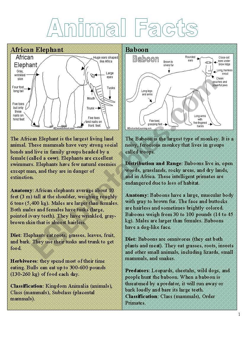 Animal Facts ESL Worksheet By Aus teacher