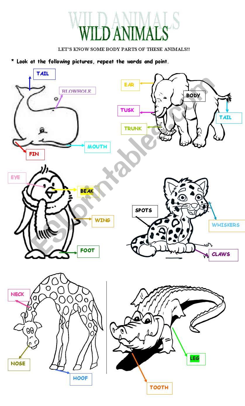 Parts Of The Body Animals Worksheets Photos Cantik