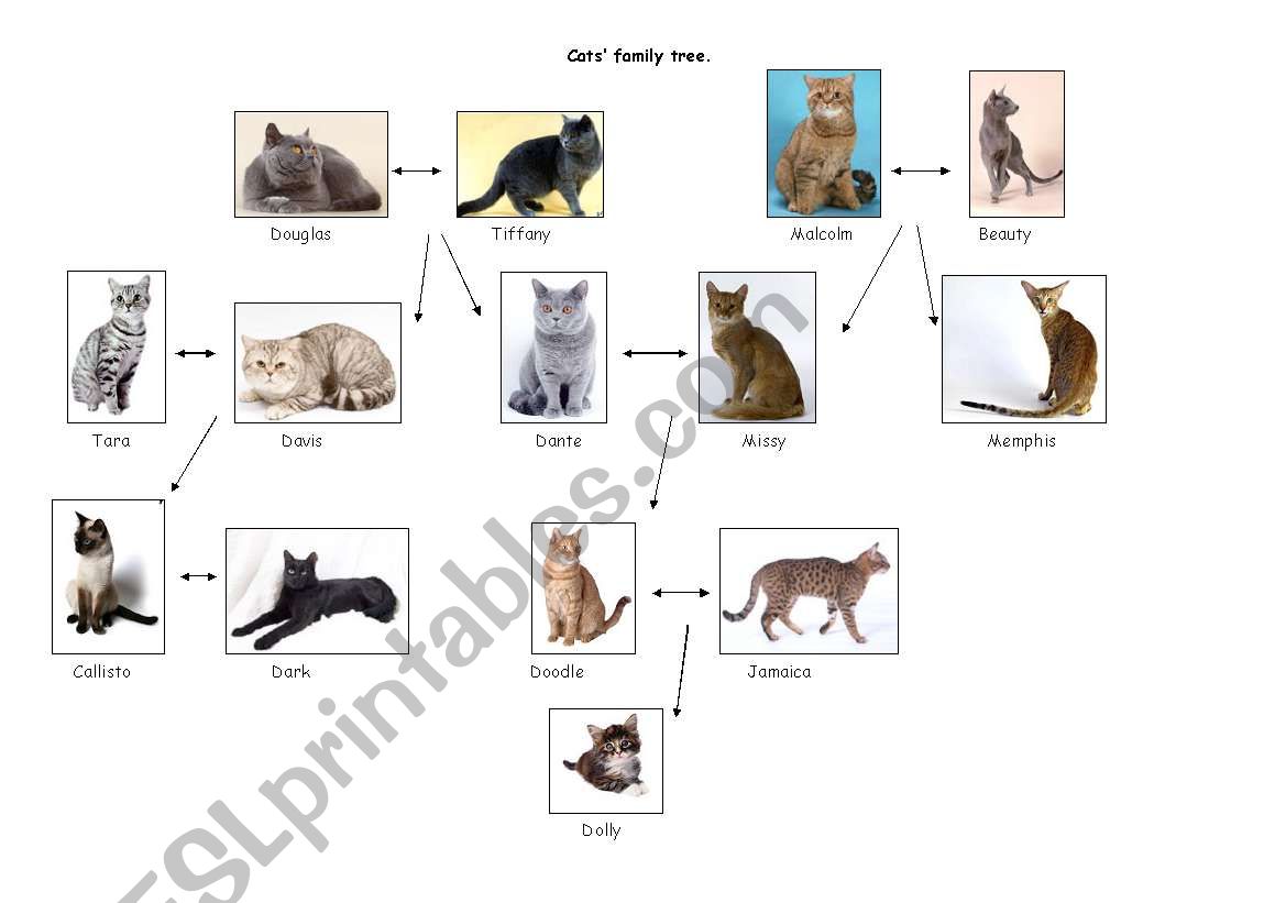 Cat Family Tree Felidae Family Tree Phylogeny And Evolution Of Cats