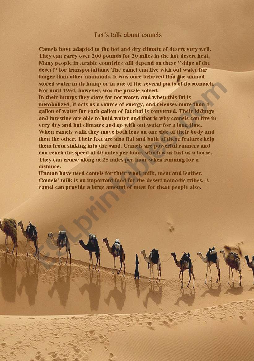 let´s talk about camels! - ESL worksheet by Sleeping Beauty