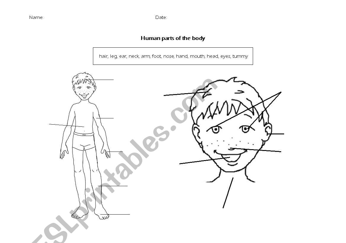 English worksheets: Human and animals´ parts of the body