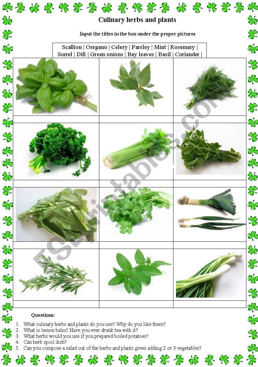 Culinary herbs and plants - ESL worksheet by Renovatio85