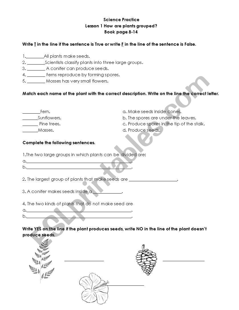 English worksheets: Parts of the flower and Plant´s classification