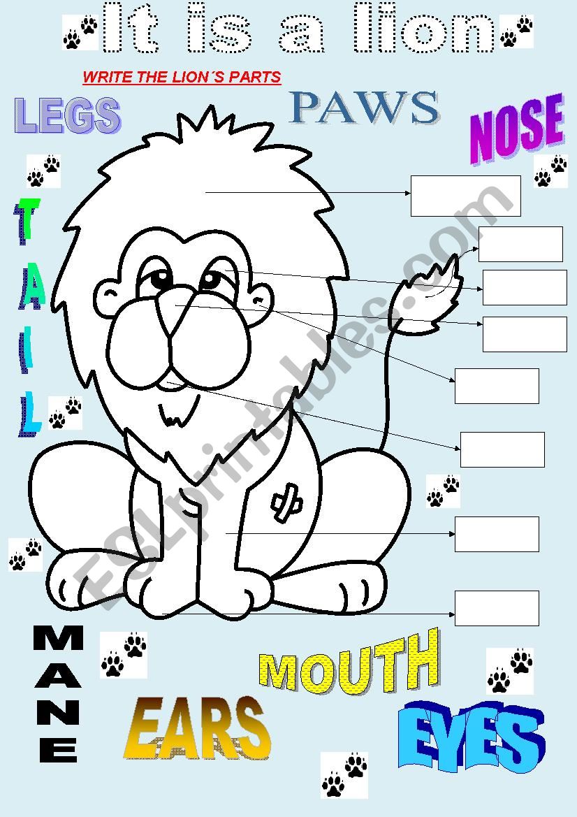 The lion´s parts - ESL worksheet by sumerce