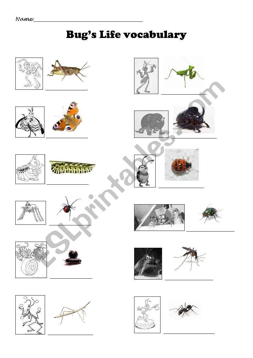 Bugs Vocabulary - Movie "Bug´s Life" - ESL worksheet by CaroLey