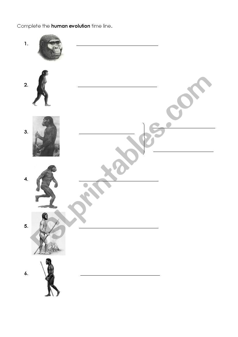 Human Evolution Worksheet Answer Key - Infoupdate.org
