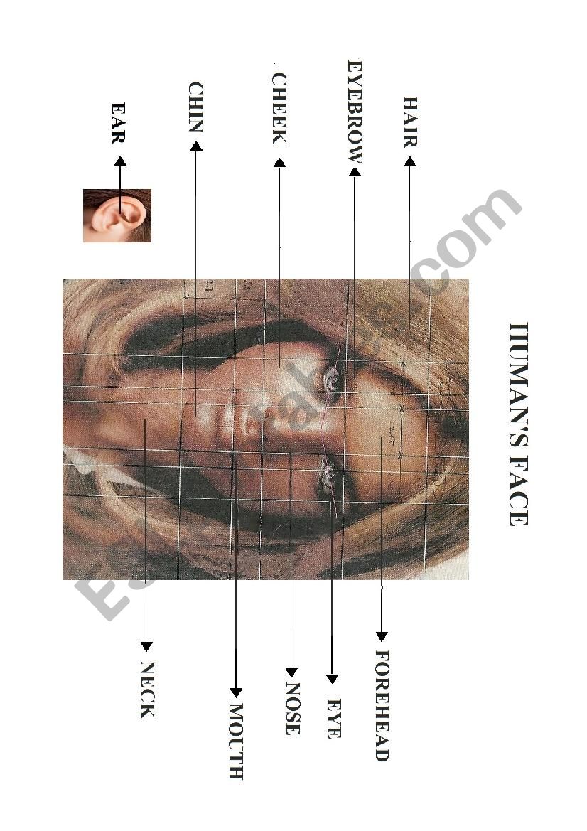 Human´s Face - Vocabulary - ESL worksheet by Blue Eyed Kate