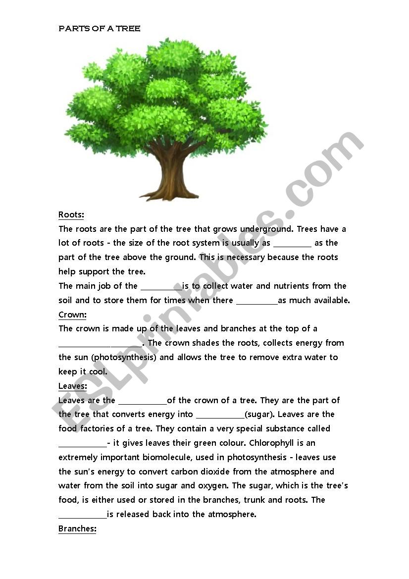 Parts Of A Tree ESL Worksheet By Mjsv parts-of-a-tree-esl-worksheet-by-mjsv