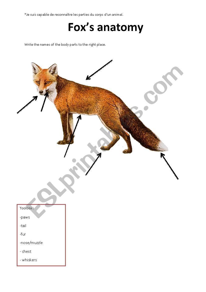 Fox´s anatomy - ESL worksheet by Tigger29