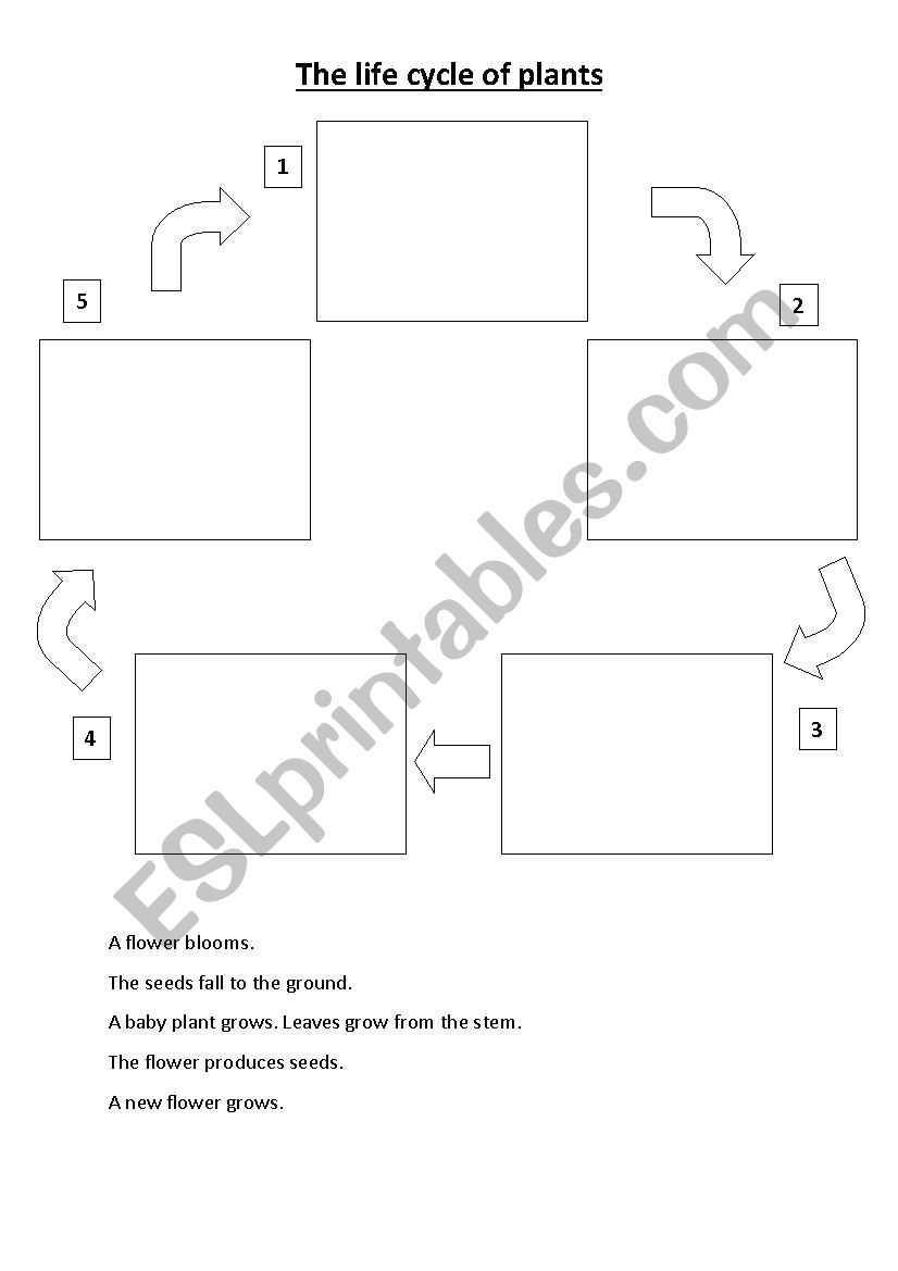 The life cycle of plants - ESL worksheet by estellita-bonita
