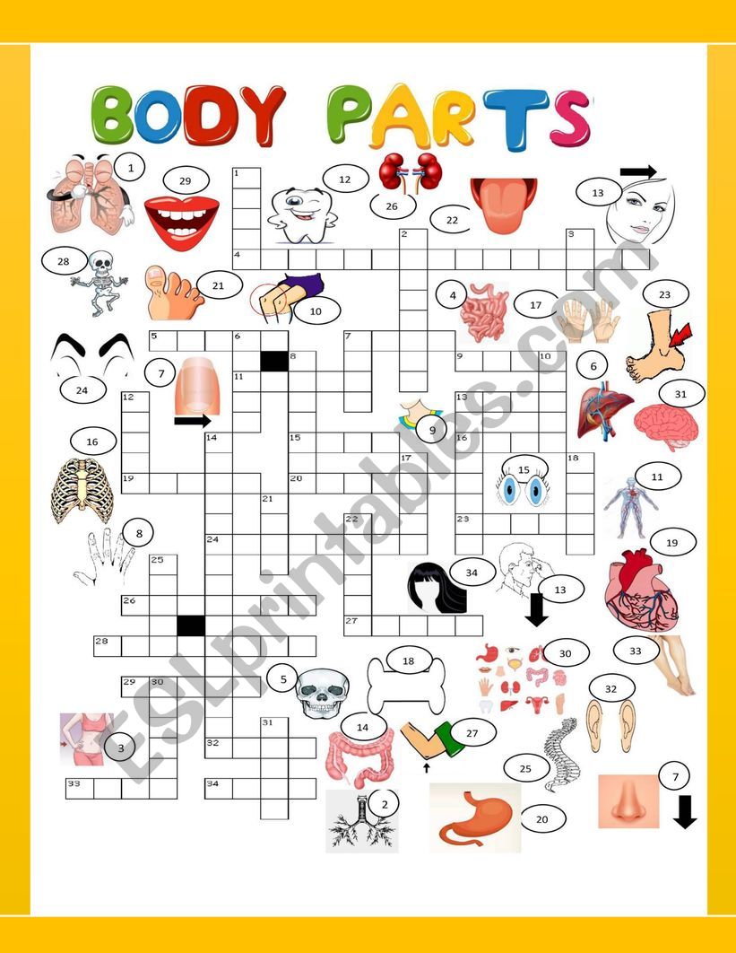 PARTS OF THE BODY II CROSSWORD SET 3 OF 3 ESL Worksheet By Danielr 