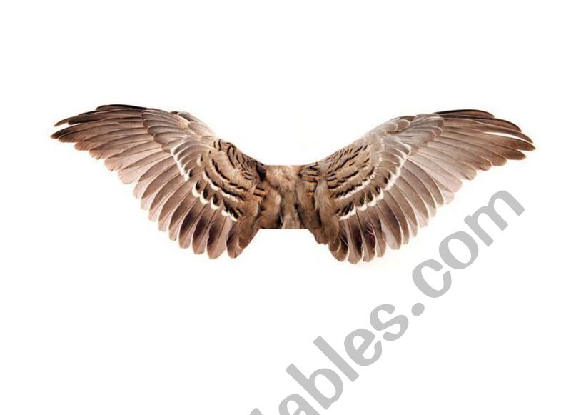 Animal´s characteristics flashcards - ESL worksheet by screus2