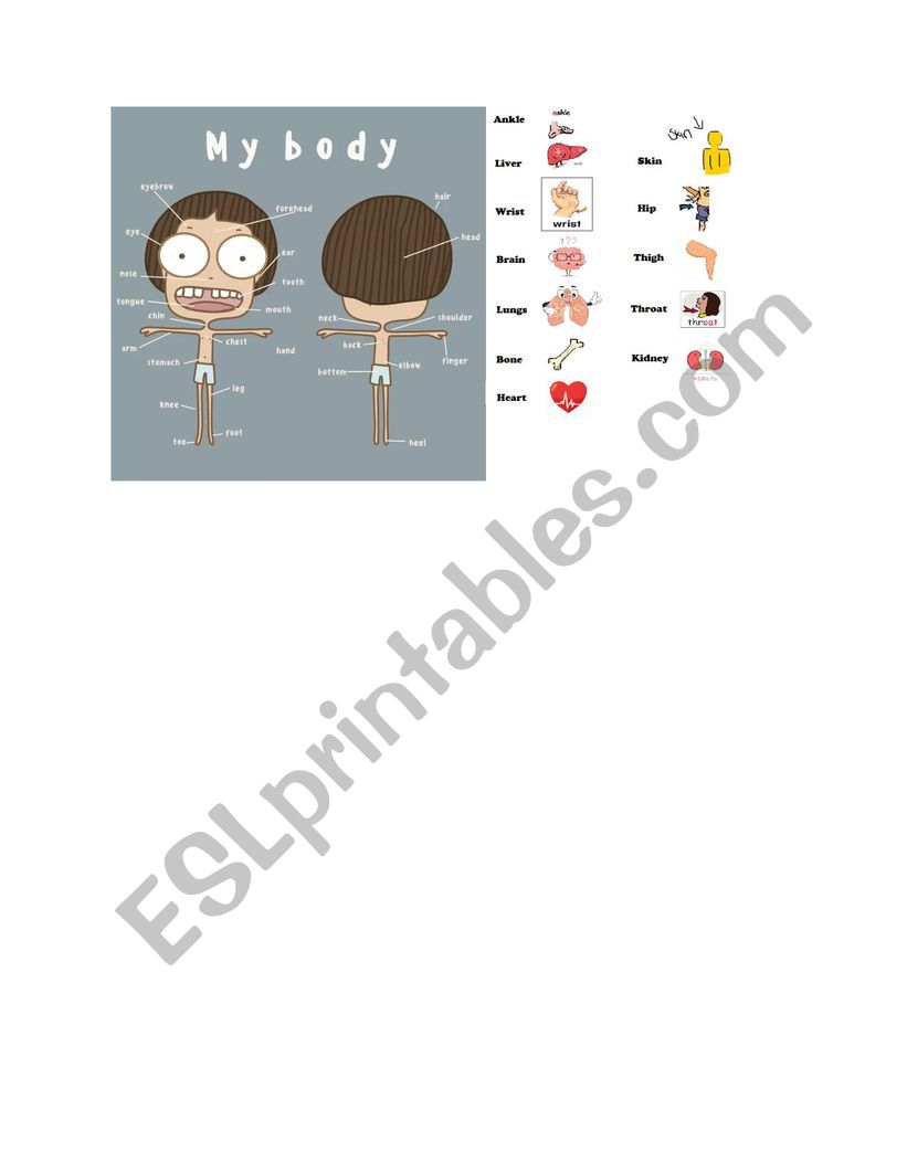 Body parts. Visual aid - ESL worksheet by aurygj