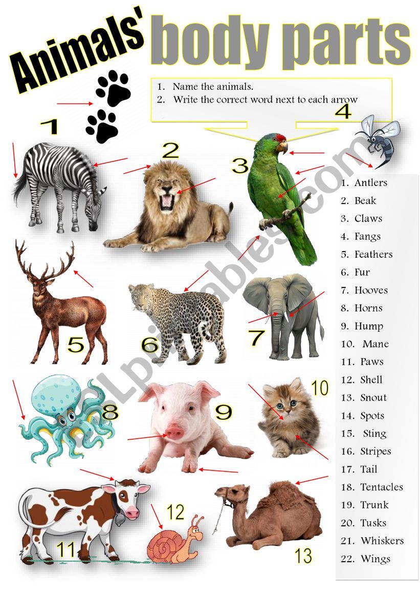ANIMALS BODY PARTS ESL Worksheet By Pilarmham animals-body-parts-esl-worksheet-by-pilarmham