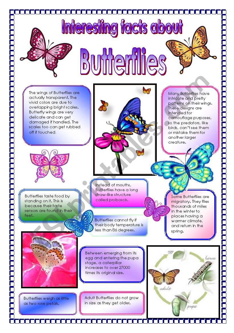 Interesting Facts About Butterflies Did You Know That PART 2 