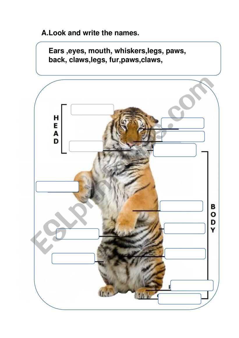 Tiger Body Parts
