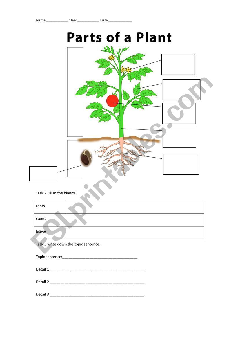 parts of a plant - ESL worksheet by cocoon