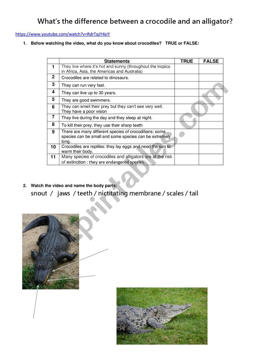 Letï¿½s compare alligators to crocodiles - ESL worksheet by Cherbert78